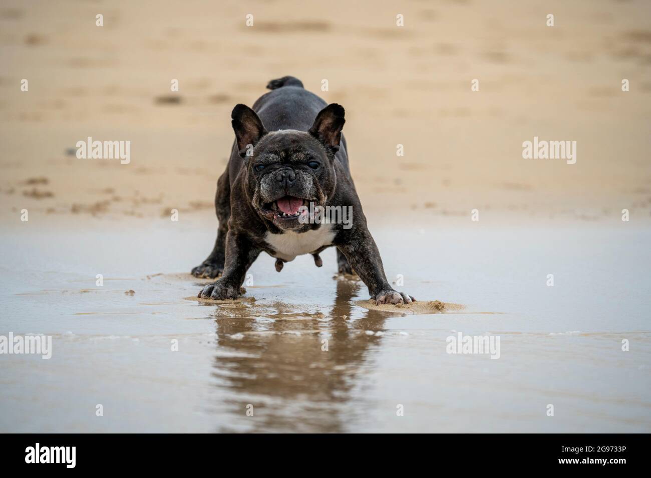 Senior French Bulldog of black and white coloration, on a beach in ...
