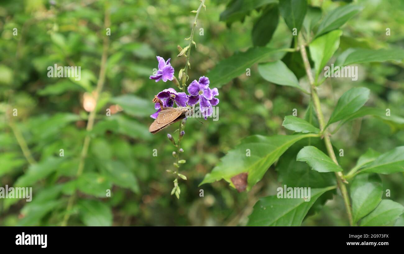Close up of a nectar drinking conjoined swift butterfly that turned to ...