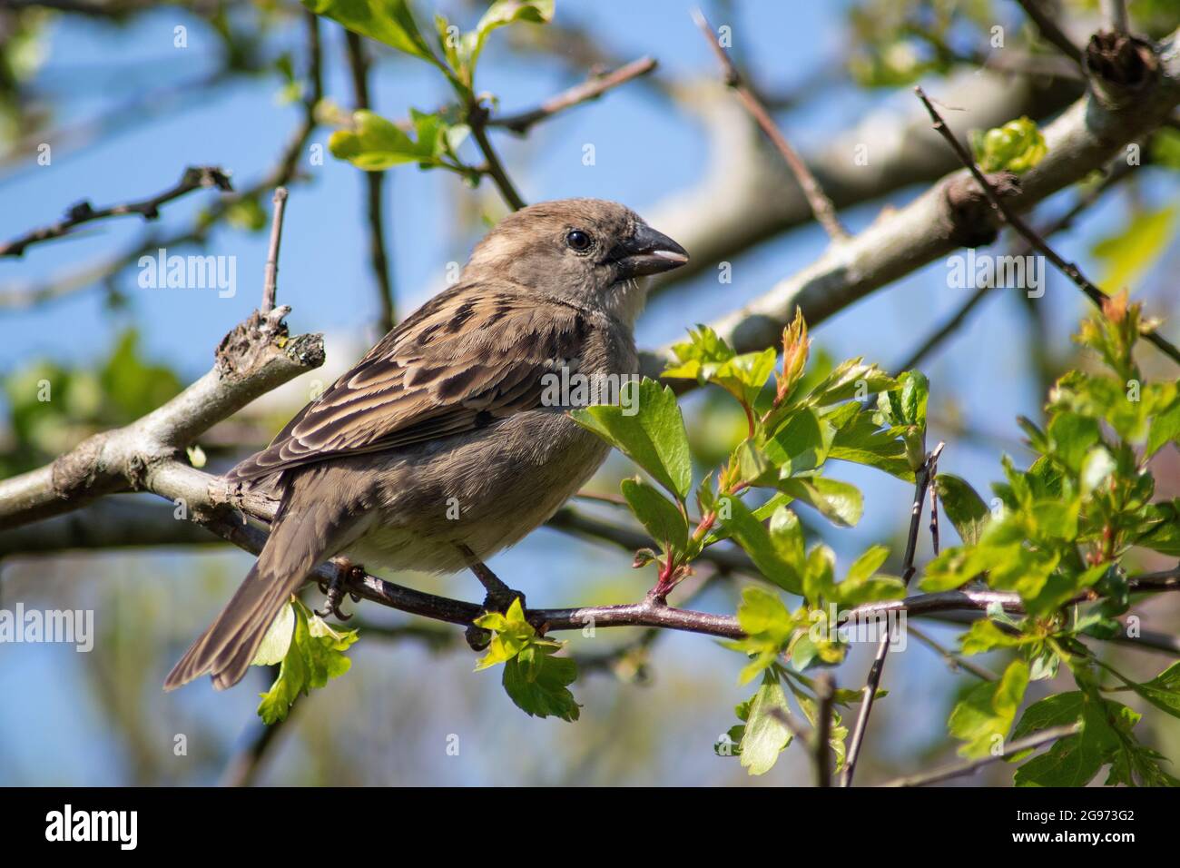 House sparrow photograph hi-res stock photography and images - Alamy