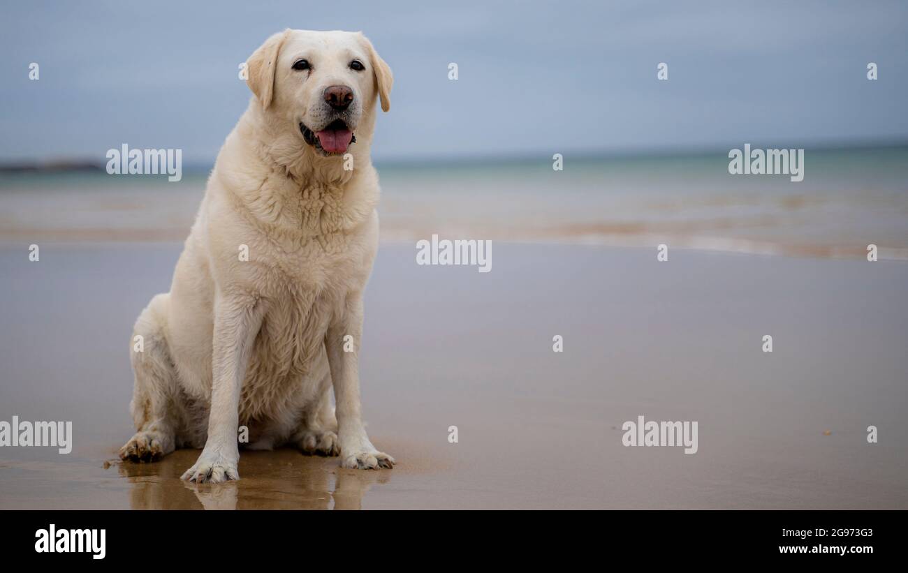 Labrador retriever of white, brown, tan color, playing and running on ...