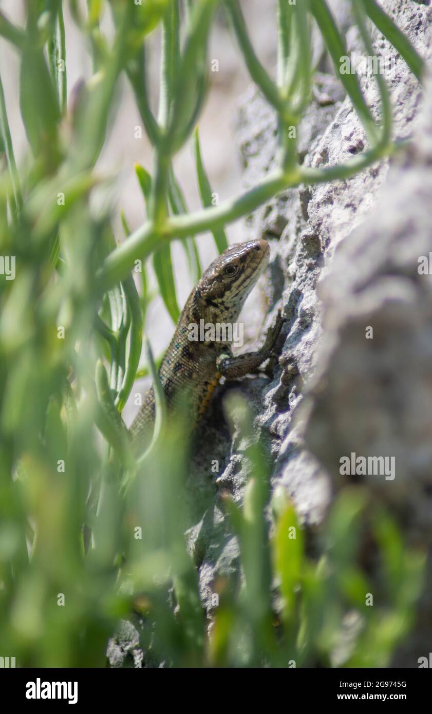 Common lizard photograph Stock Photo - Alamy