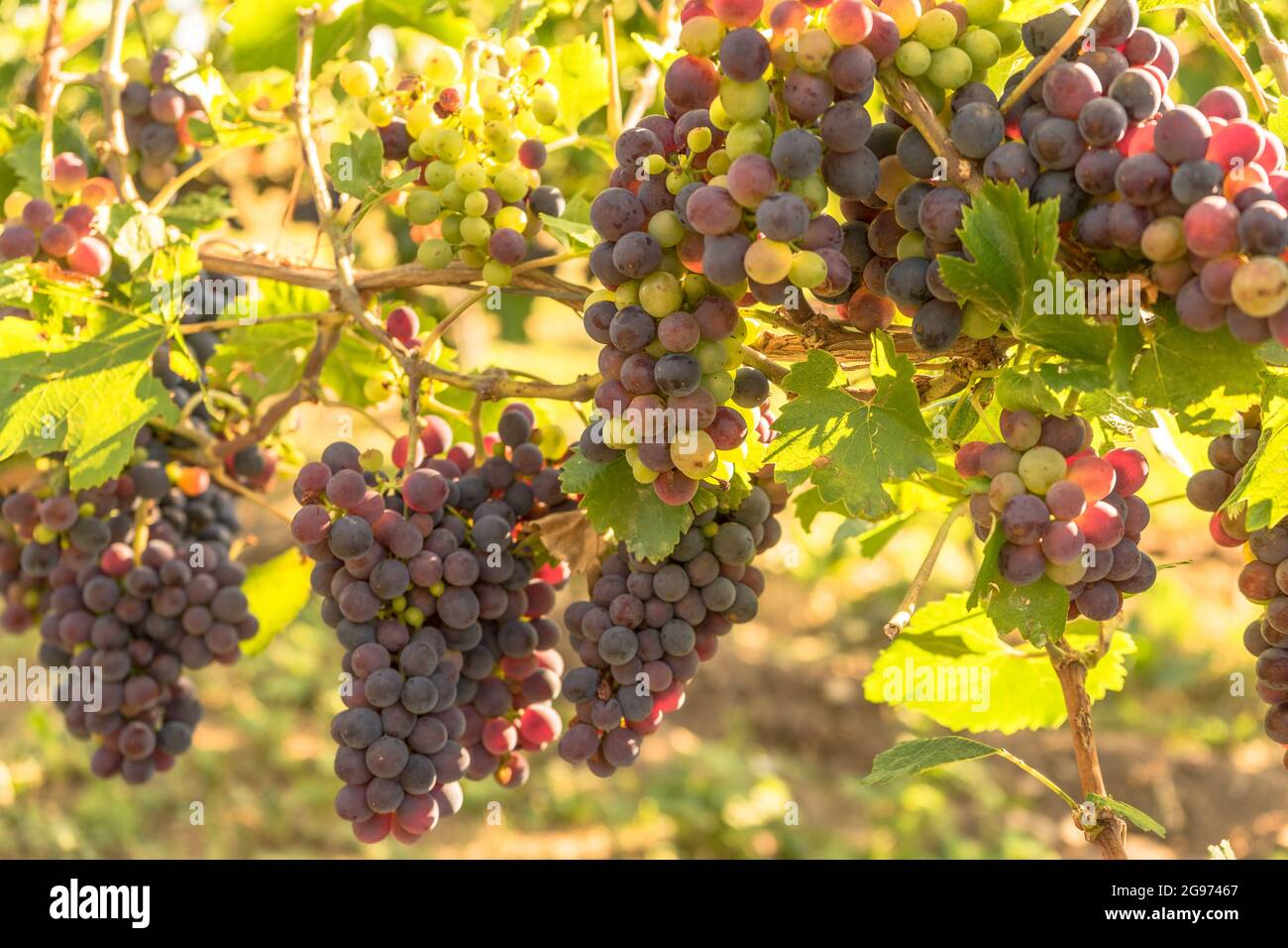 Ripening delicious black grapes in the vineyard Stock Photo - Alamy