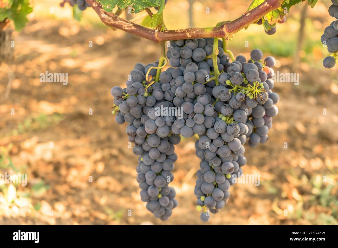 Ripening delicious black grapes in the vineyard Stock Photo - Alamy