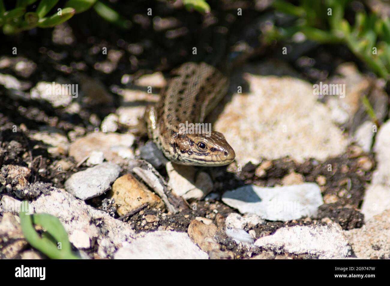 Common lizard photograph Stock Photo - Alamy