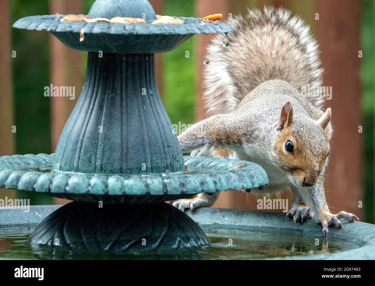 Gray Squirrel finds a peanut on the garden fountain Stock Photo - Alamy