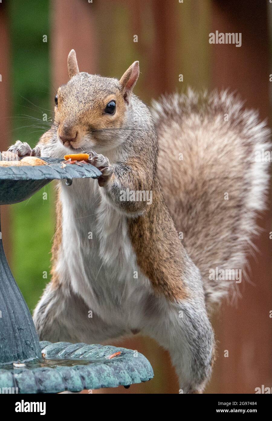 Gray Squirrel finds a peanut on the garden fountain Stock Photo - Alamy