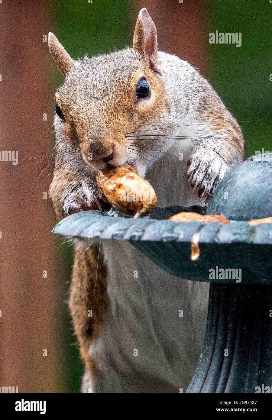 Gray Squirrel finds a peanut on the garden fountain Stock Photo - Alamy