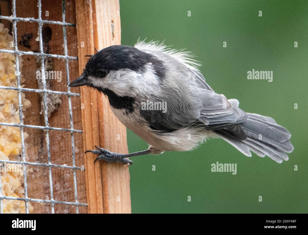 Nuthatch clings to the suet bird feeder Stock Photo - Alamy