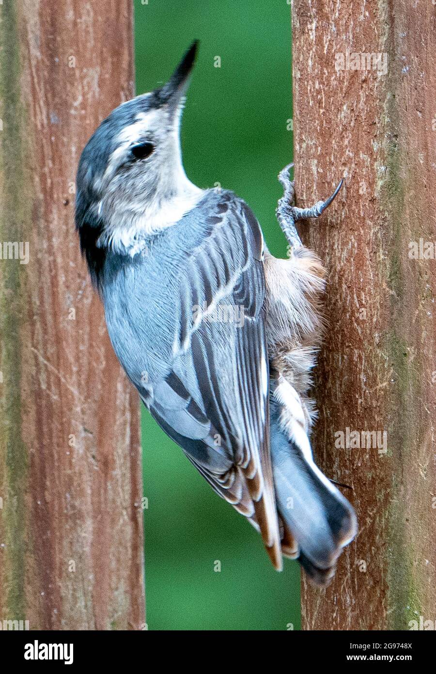 Nuthatch clings to the suet bird feeder Stock Photo - Alamy