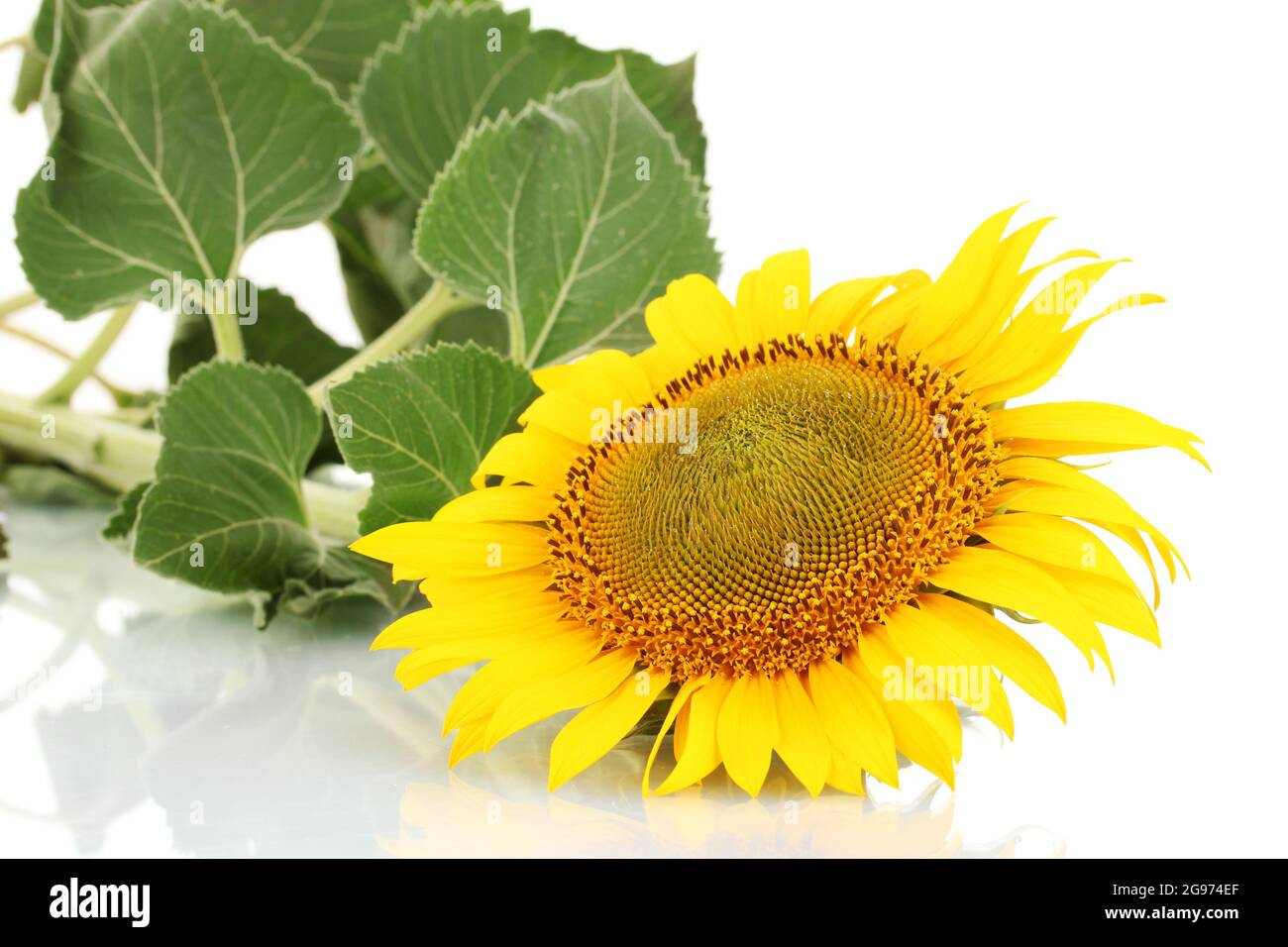 sunflower isolated on white Stock Photo - Alamy