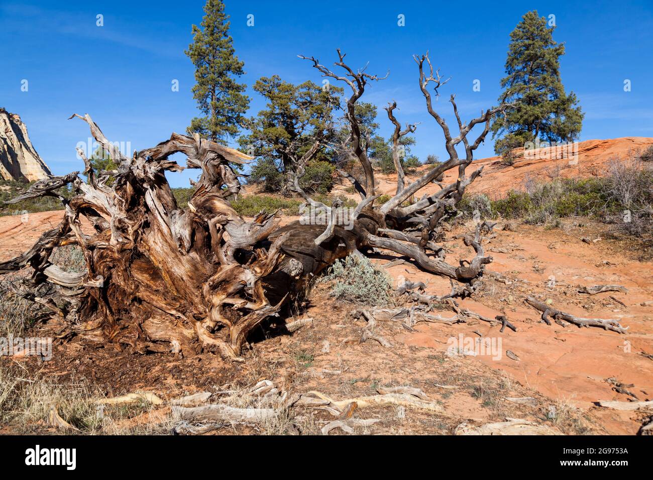 An old uprooted tree that had roots which spread over a hard rock ...
