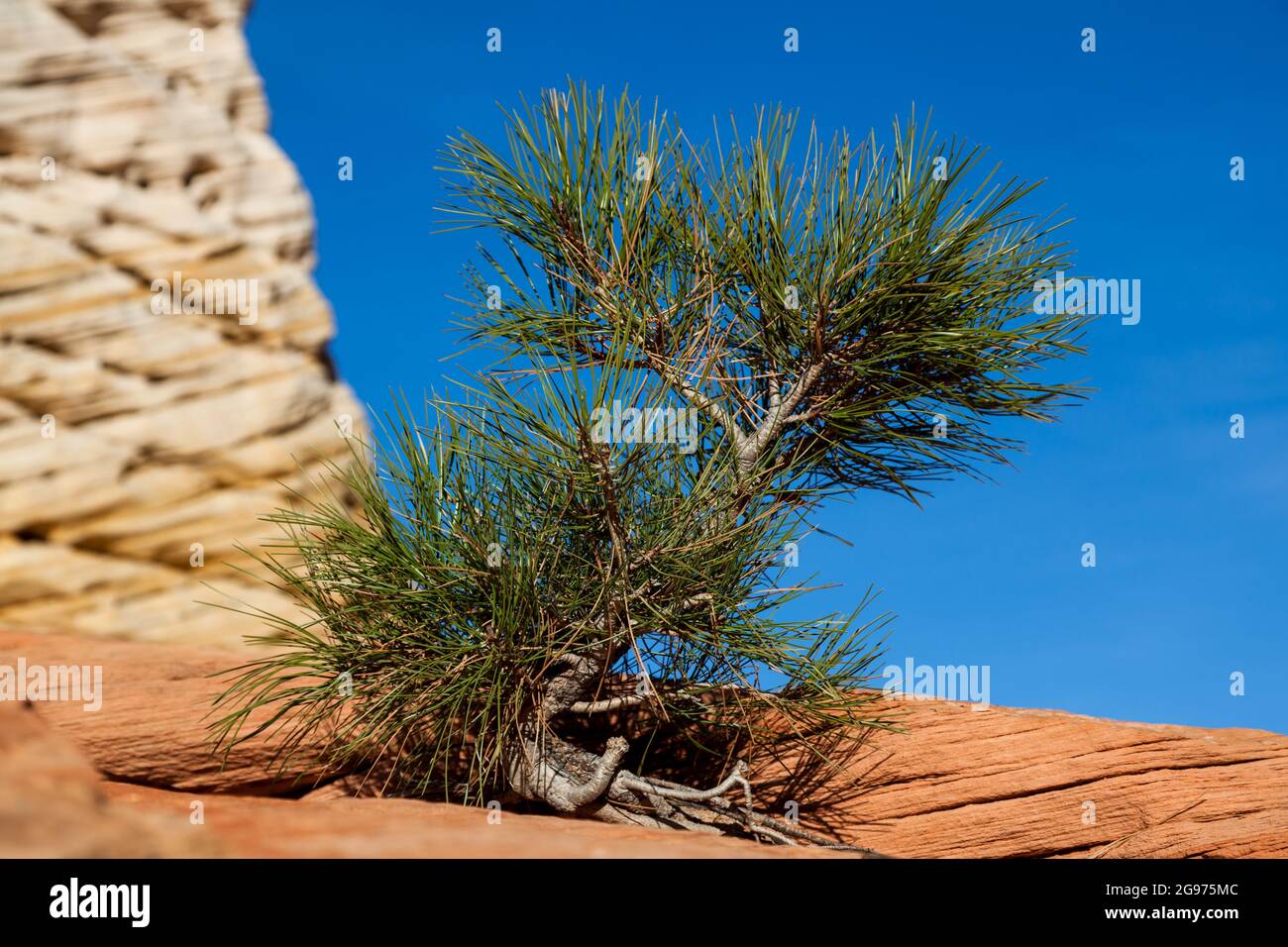 A baby pine tree that barley has its roots in the cracks of red ...