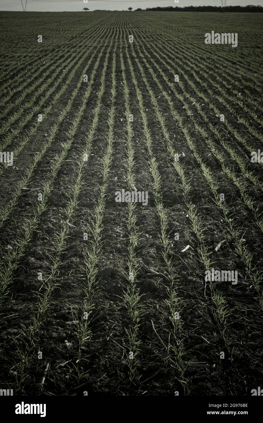 Sown field in the Province of Buenos Aires, Argentina Stock Photo - Alamy