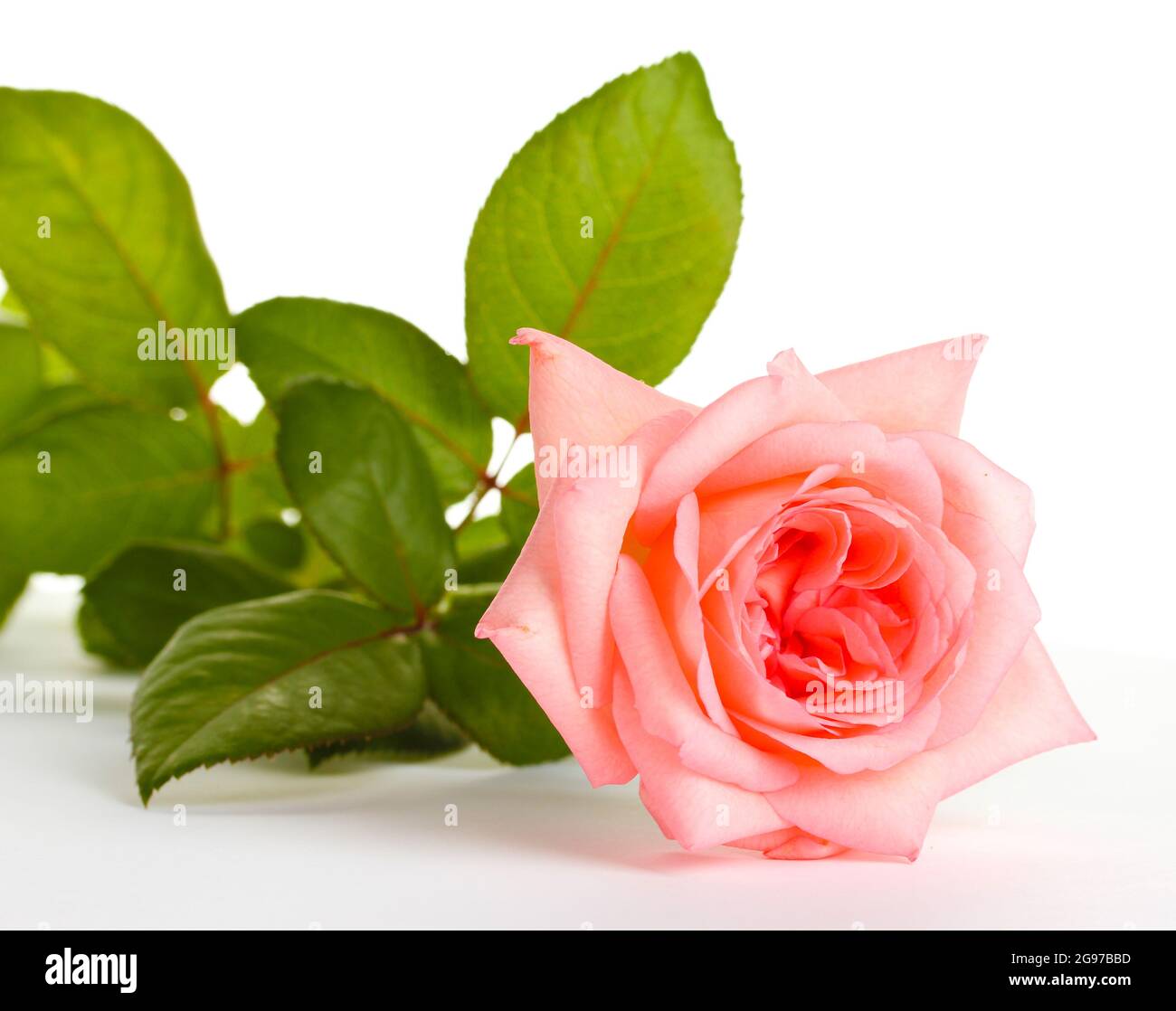 Pink rose isolated on white Stock Photo - Alamy