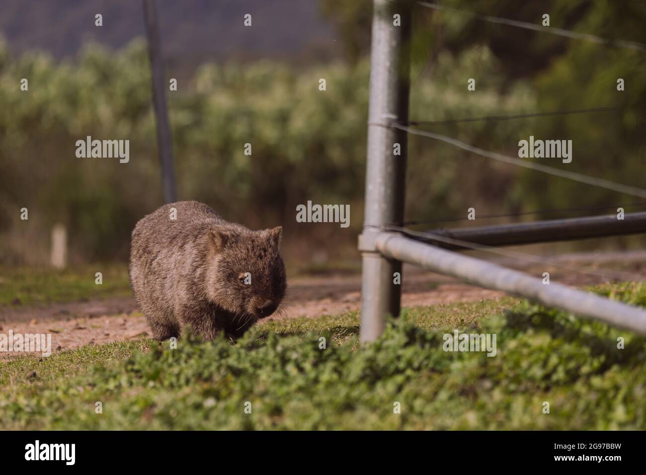 Common wombat, Kangaroo valley, NSW, Australia Stock Photo - Alamy