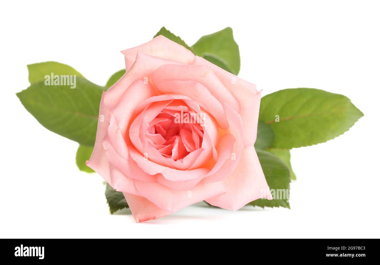Pink rose isolated on white Stock Photo - Alamy