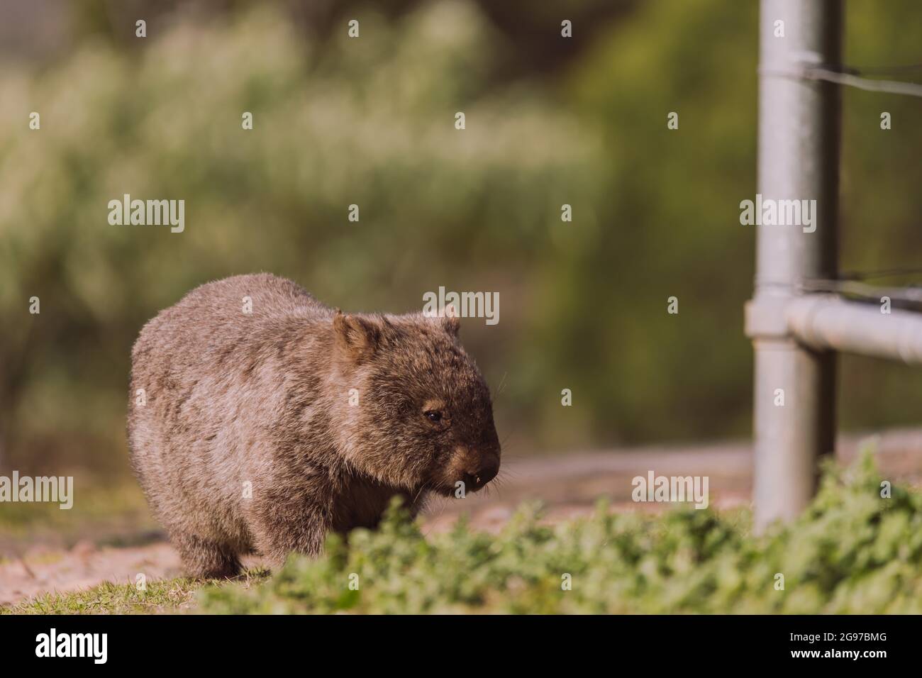 Common wombat, Kangaroo valley, NSW, Australia Stock Photo - Alamy
