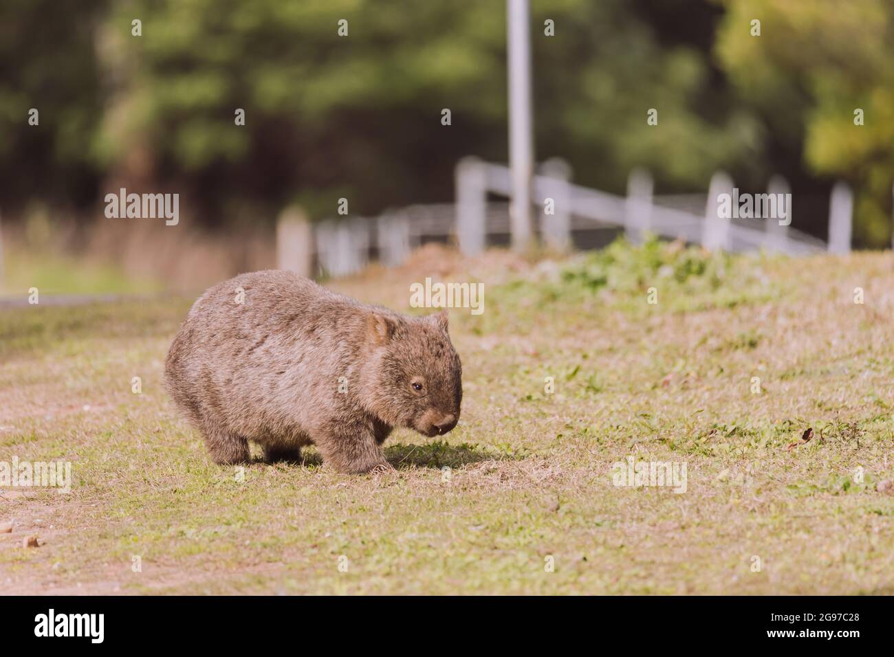Common wombat, Kangaroo valley, NSW, Australia Stock Photo - Alamy