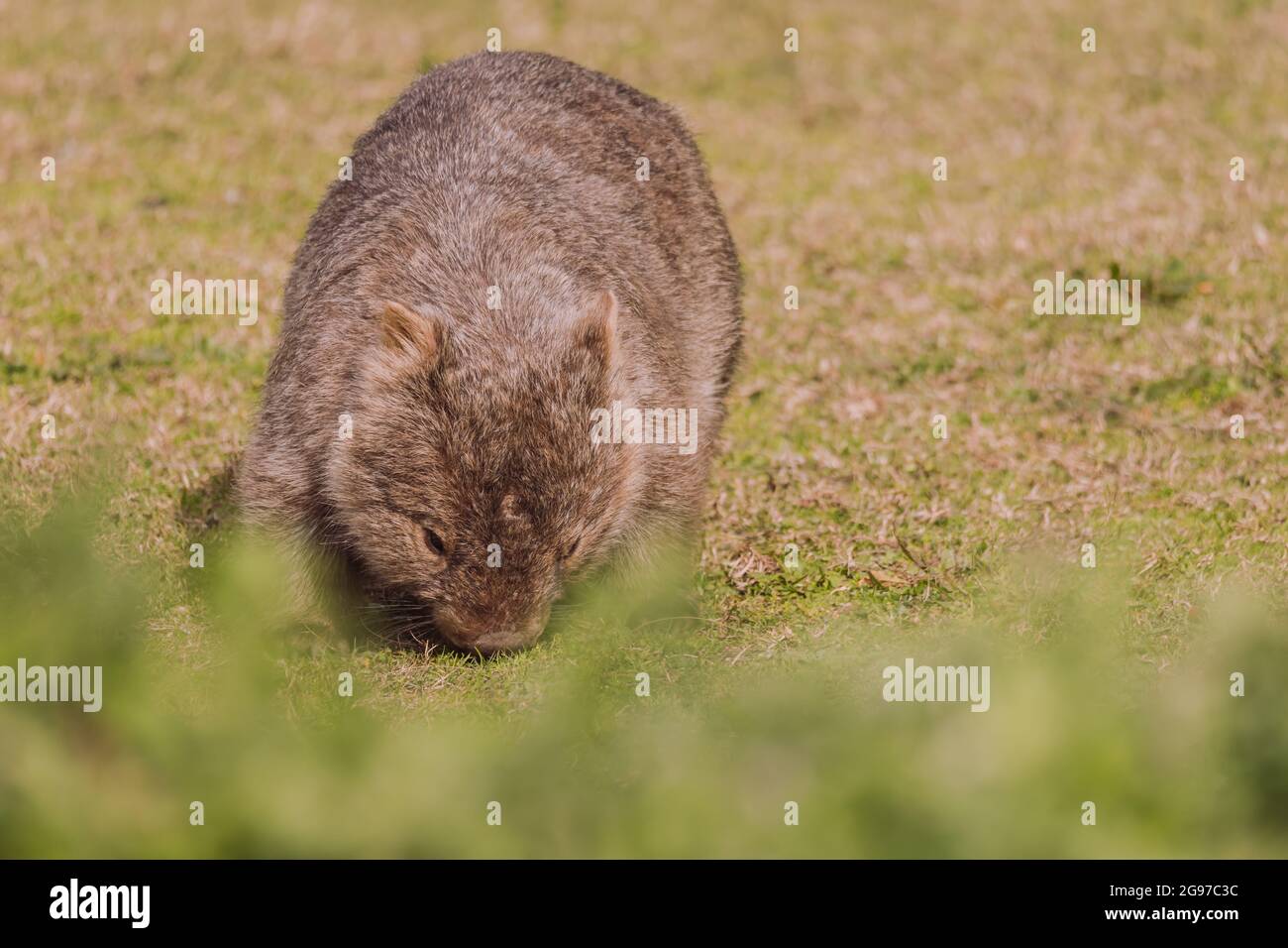 Common wombat, Kangaroo valley, NSW, Australia Stock Photo - Alamy