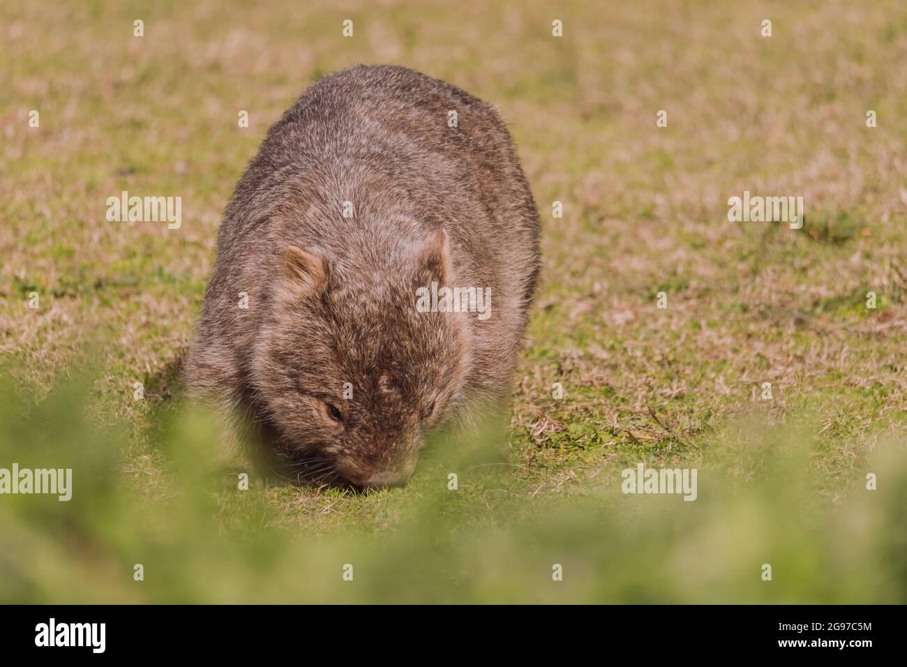 Common wombat, Kangaroo valley, NSW, Australia Stock Photo - Alamy