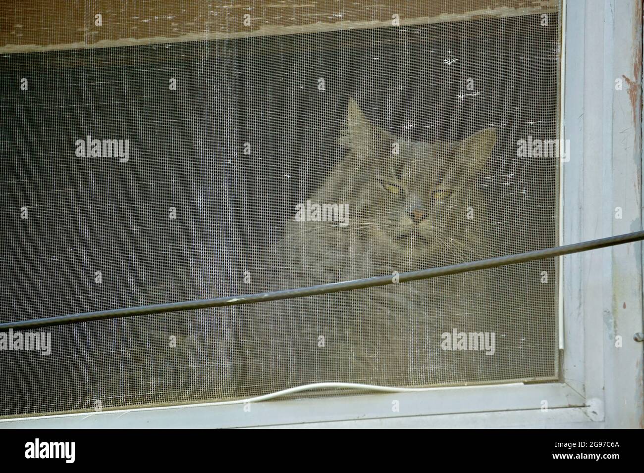 Irritated gray fluffy long-haired tabby cat framed behind old window ...