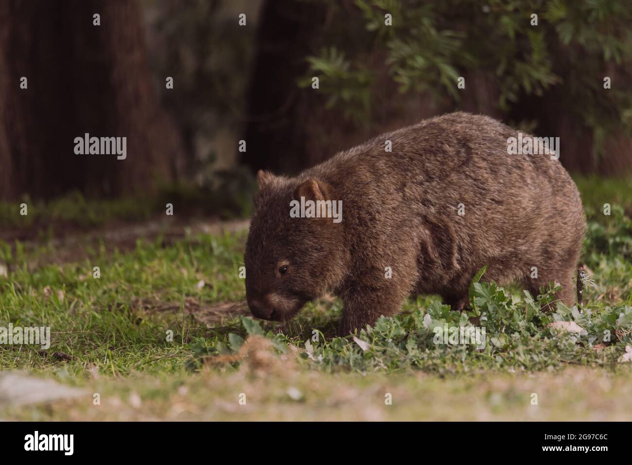 Common wombat, Kangaroo valley, NSW, Australia Stock Photo - Alamy