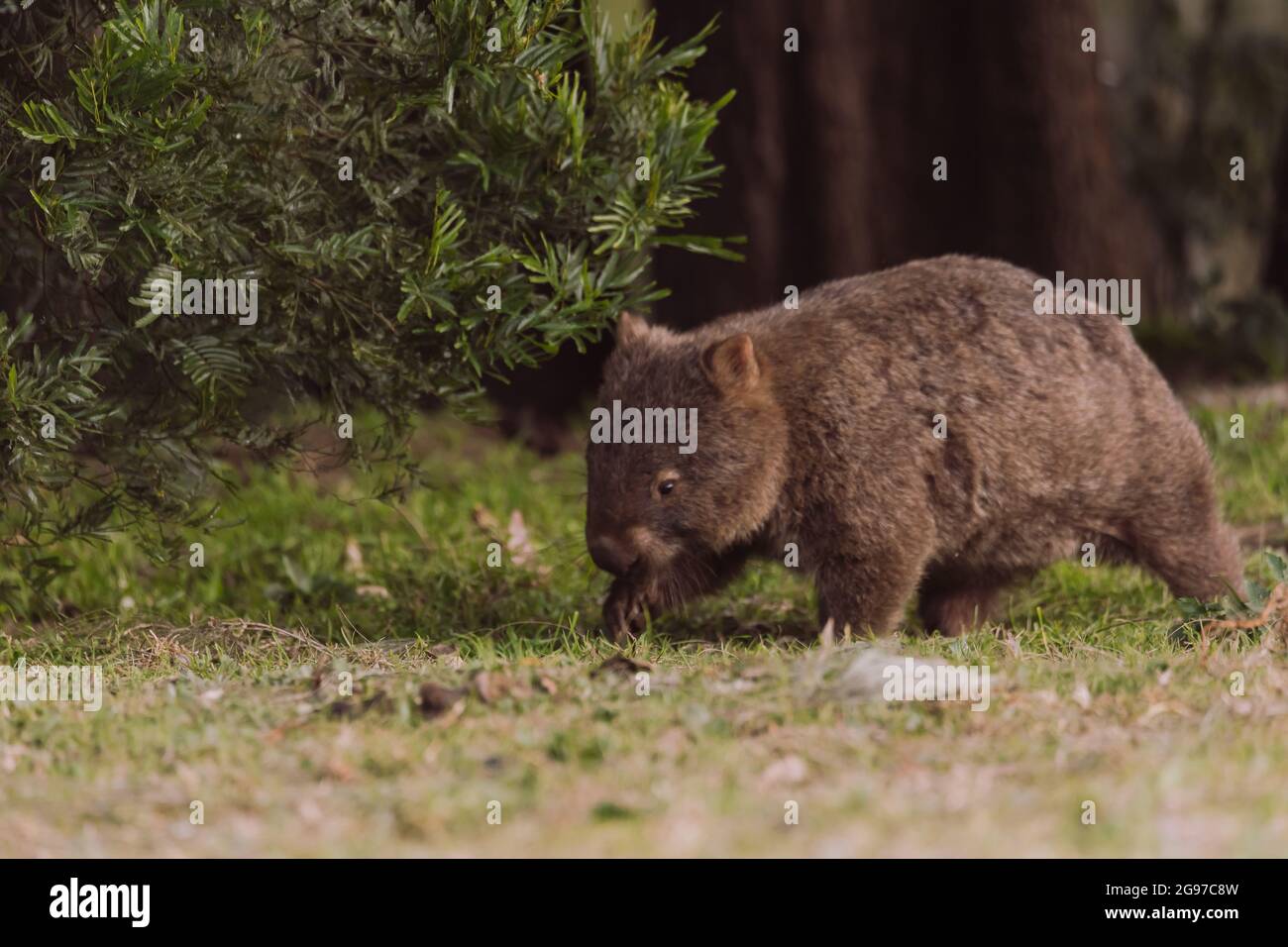 Common wombat, Kangaroo valley, NSW, Australia Stock Photo - Alamy
