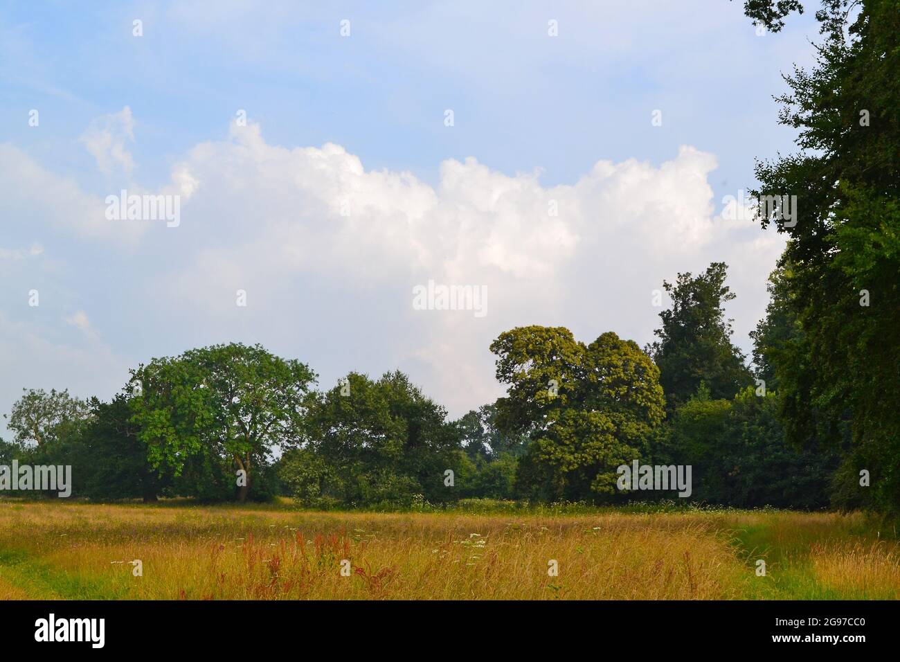 Peaceful meadows near Charles Darwin's Down House in high summer in ...