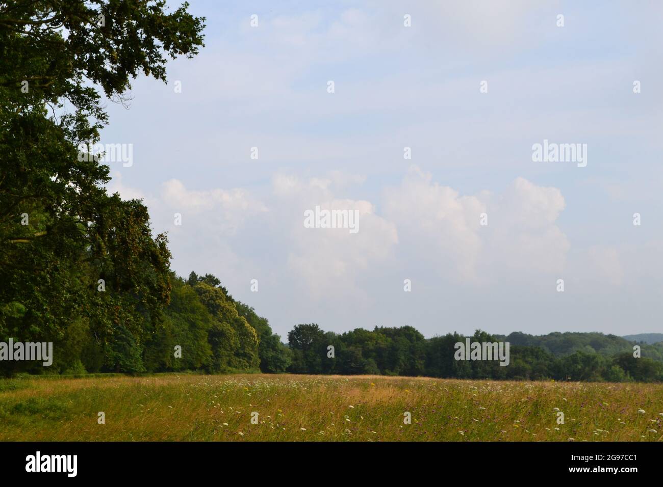Peaceful meadows near Charles Darwin's Down House in high summer in ...