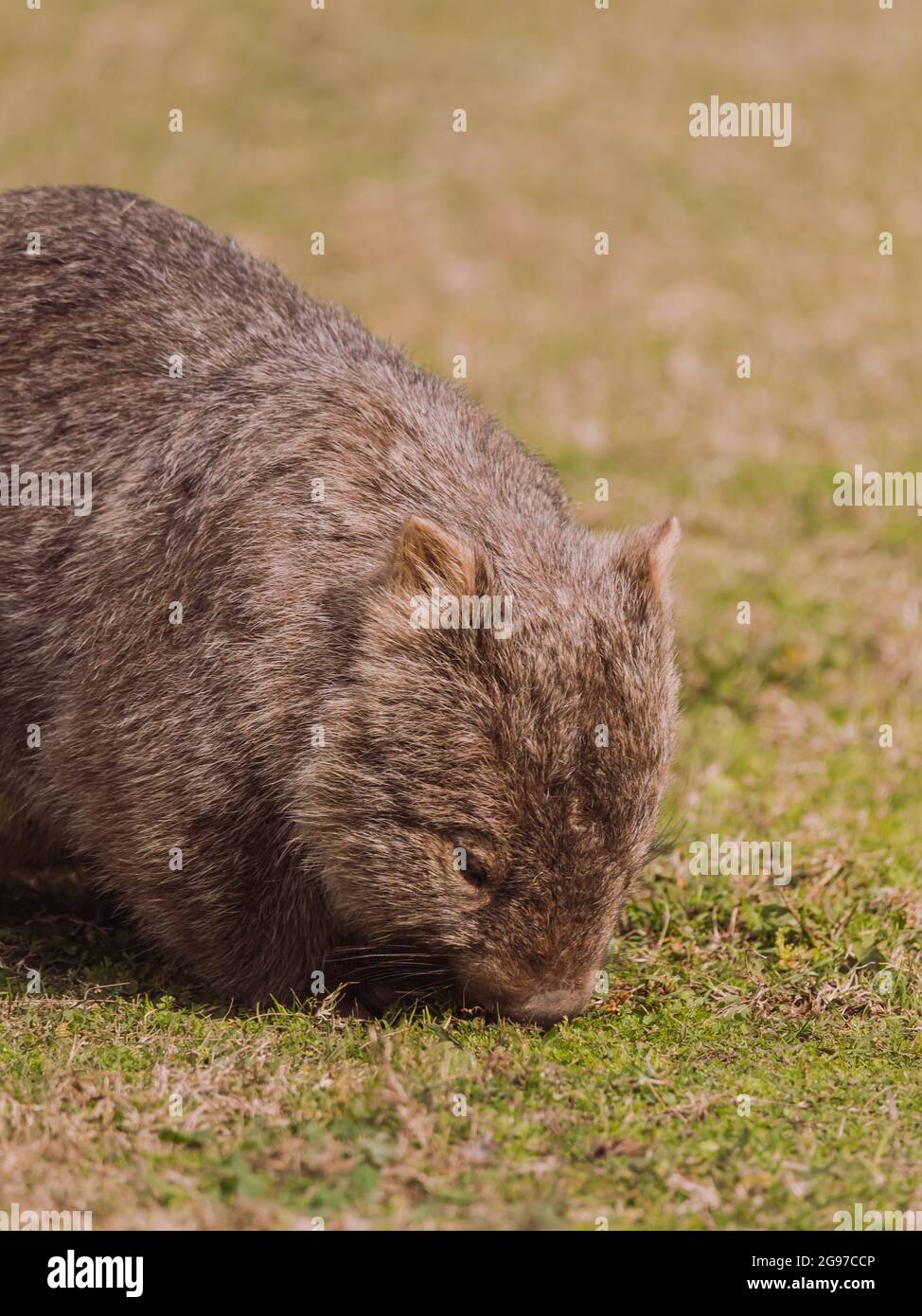 Common wombat, Kangaroo valley, NSW, Australia Stock Photo - Alamy