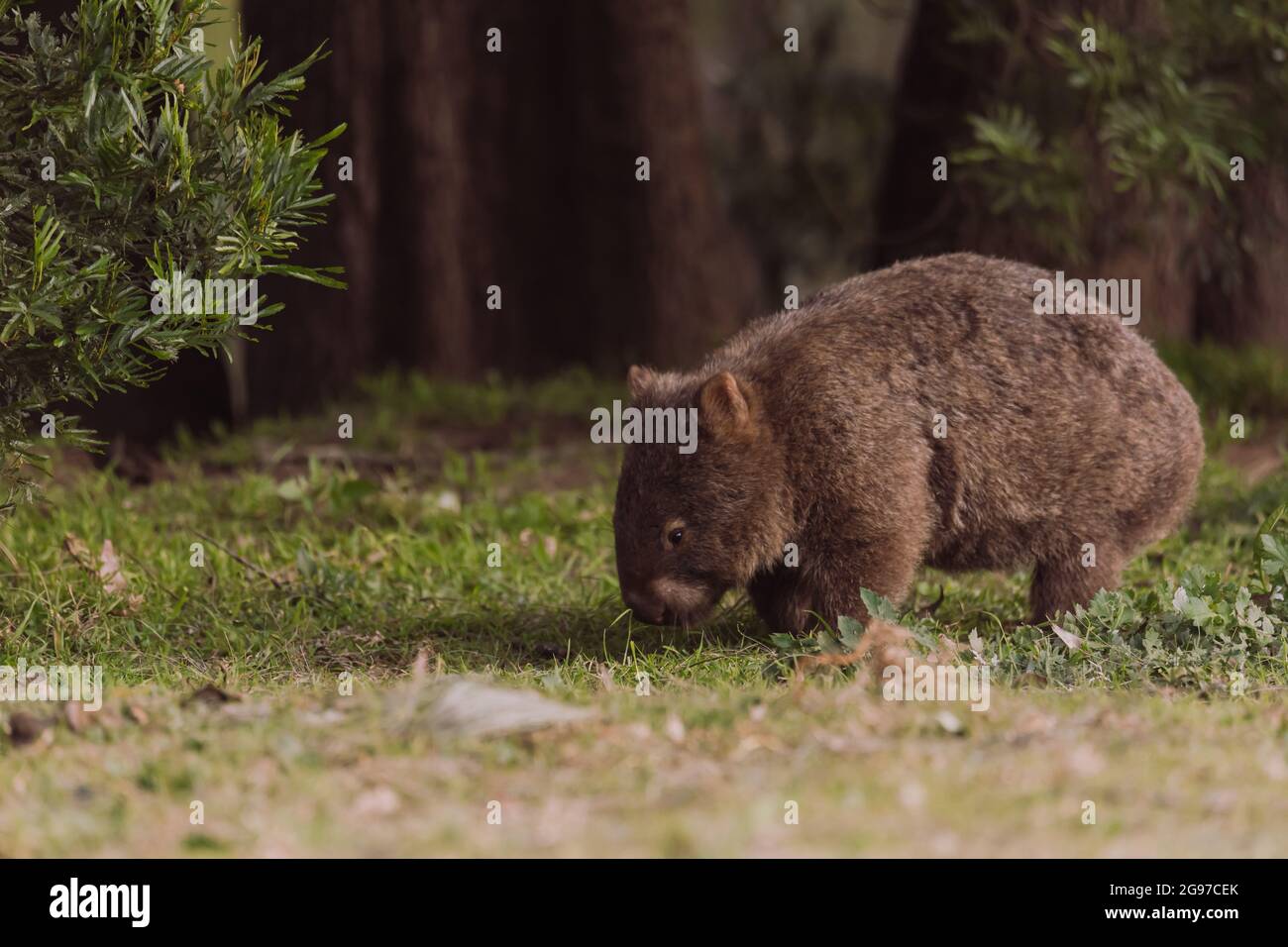 Common wombat, Kangaroo valley, NSW, Australia Stock Photo - Alamy