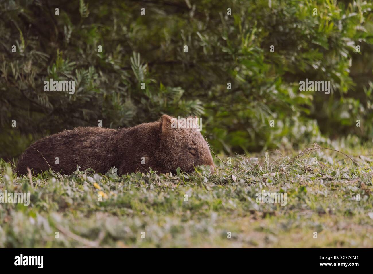 Common wombat, Kangaroo valley, NSW, Australia Stock Photo - Alamy