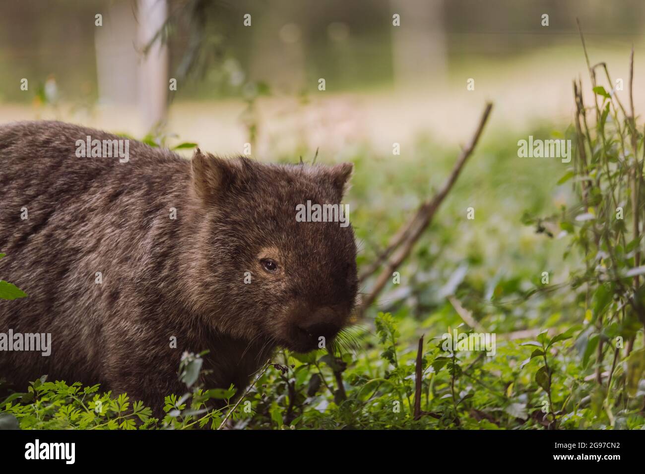 Common wombat, Kangaroo valley, NSW, Australia Stock Photo - Alamy