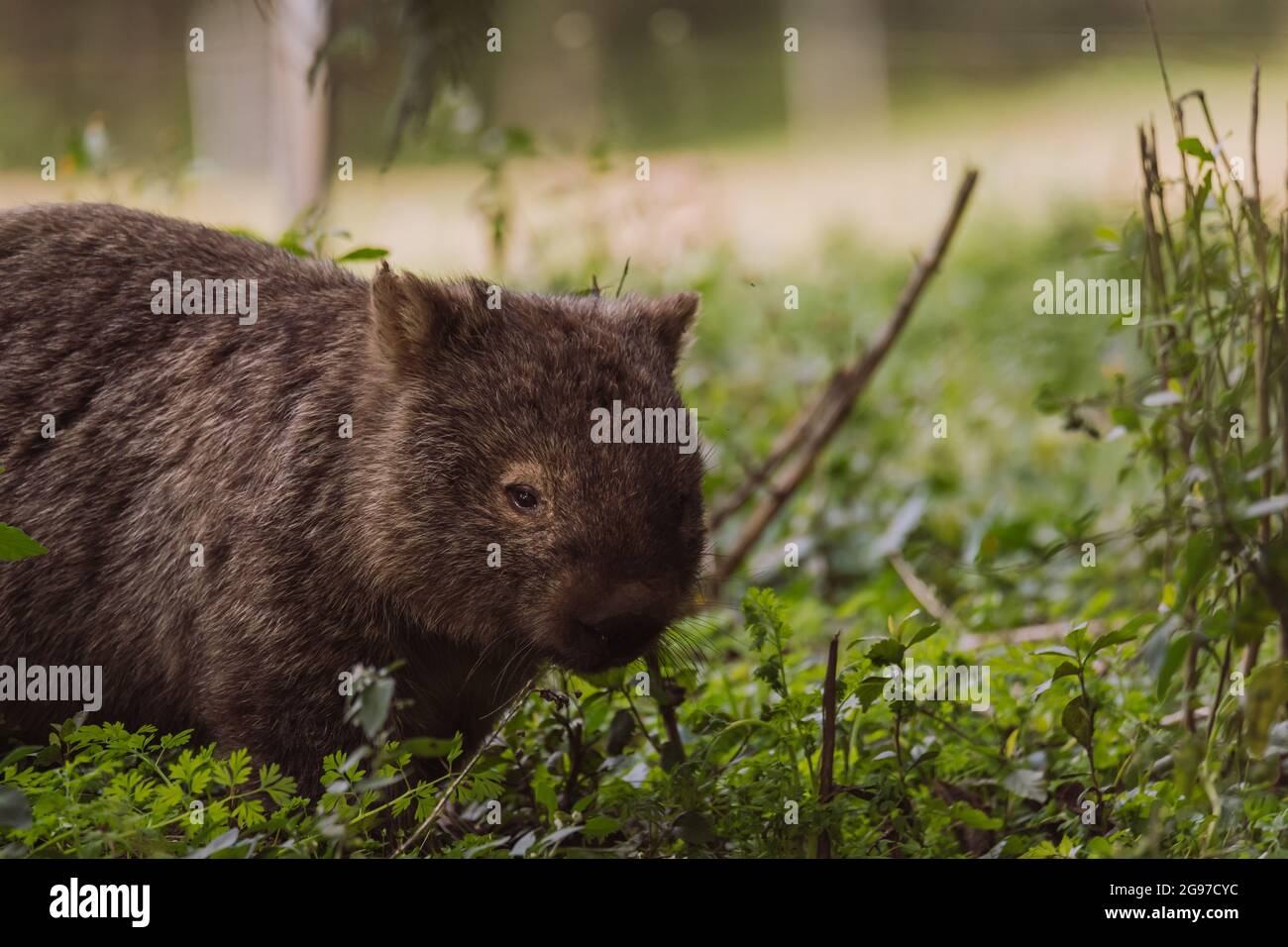 Common wombat, Kangaroo valley, NSW, Australia Stock Photo - Alamy