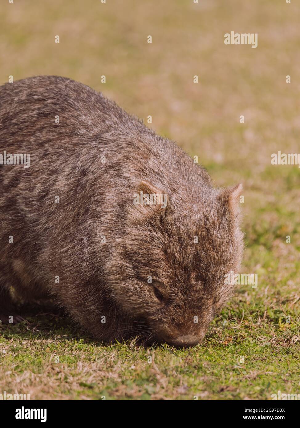 Common wombat, Kangaroo valley, NSW, Australia Stock Photo - Alamy