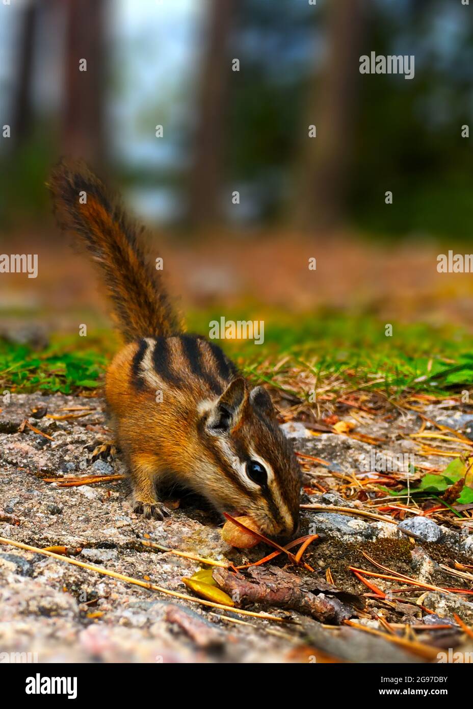 Chipmunk den hi-res stock photography and images - Alamy