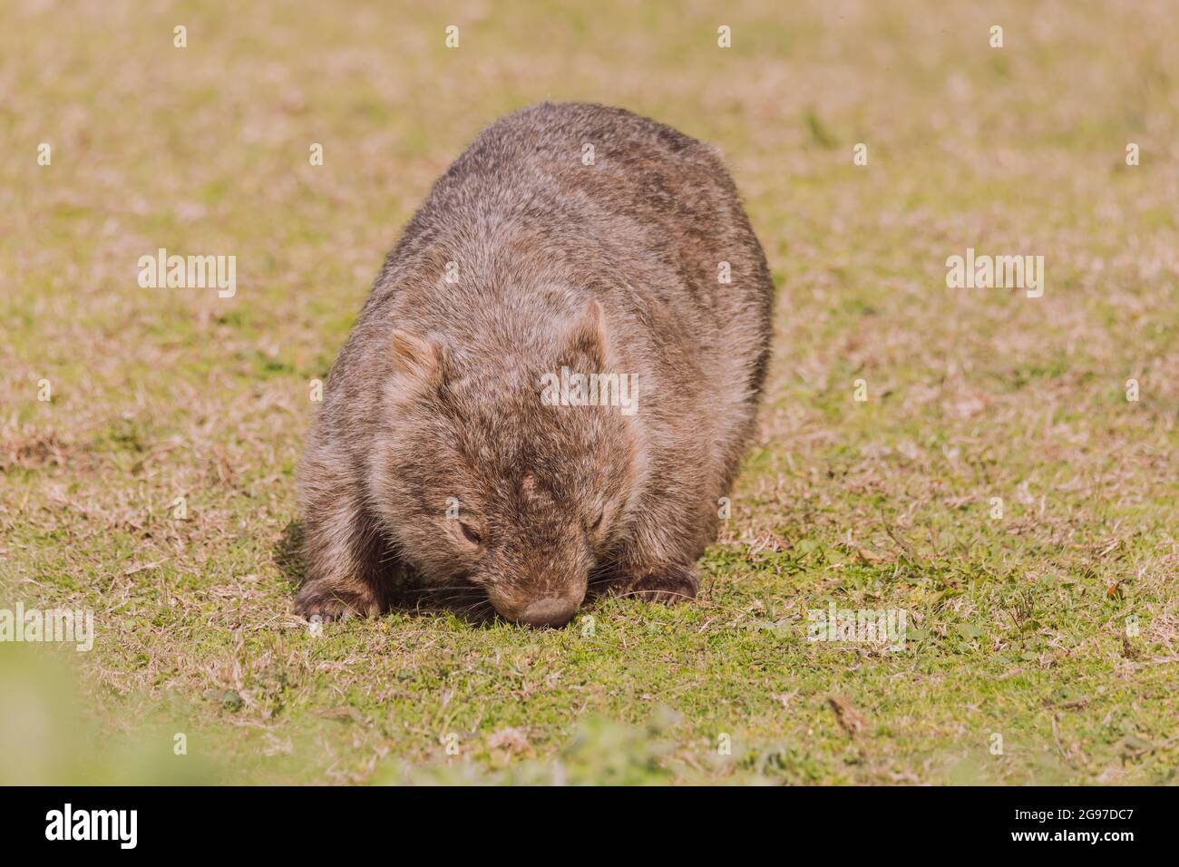 Common wombat, Kangaroo valley, NSW, Australia Stock Photo - Alamy