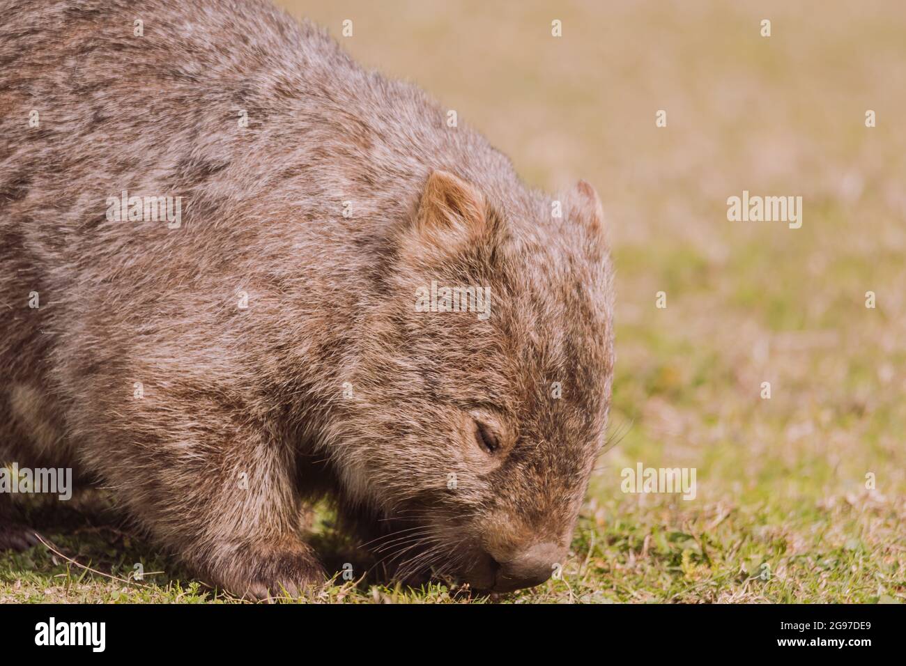 Common wombat, Kangaroo valley, NSW, Australia Stock Photo - Alamy
