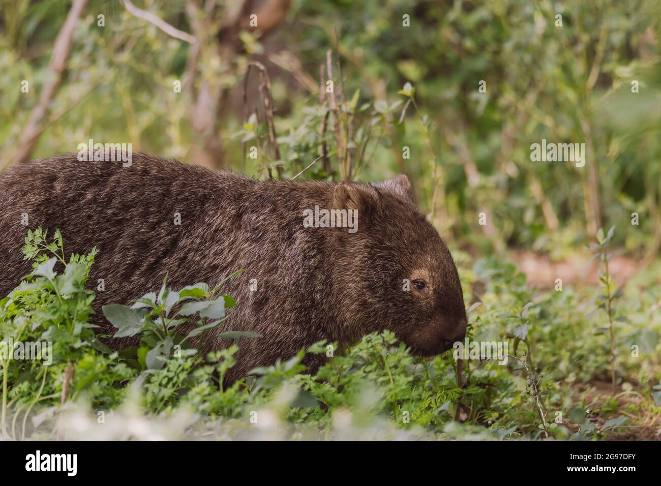 Common wombat, Kangaroo valley, NSW, Australia Stock Photo - Alamy