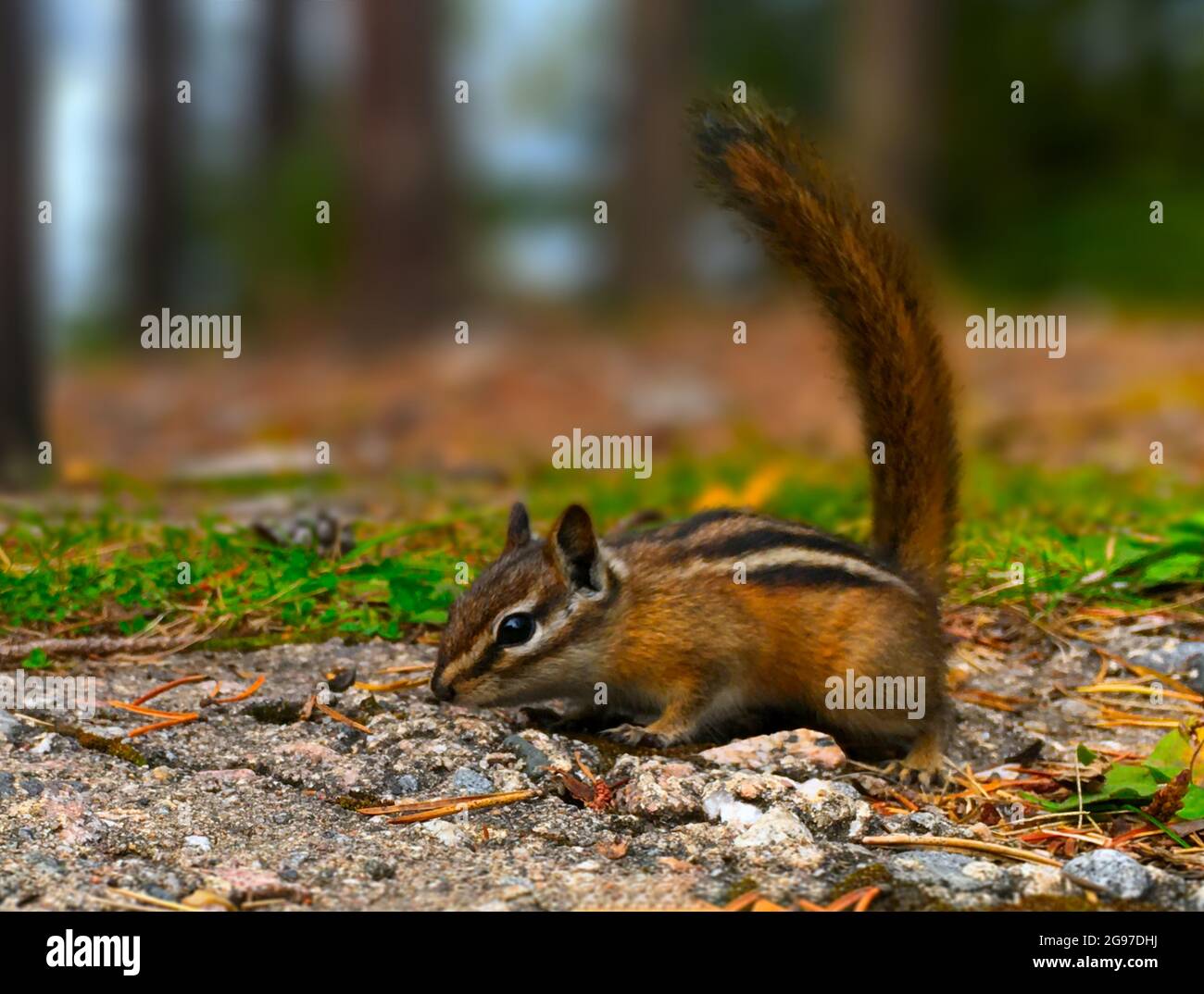 Chipmunk den hi-res stock photography and images - Alamy