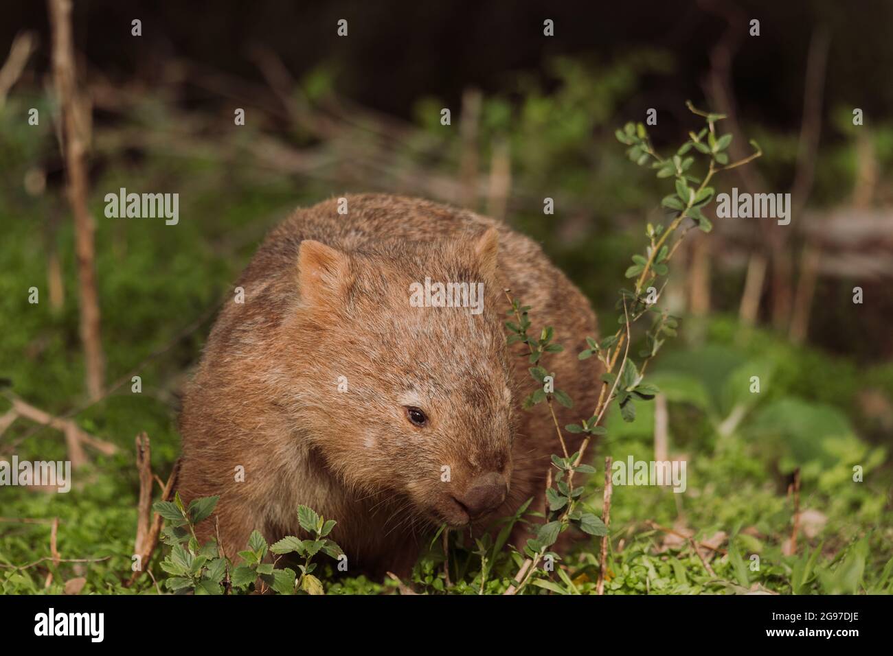 Common wombat, Kangaroo valley, NSW, Australia Stock Photo - Alamy