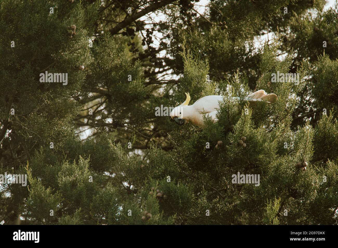 White Cockatoo bird sitting in a tree Stock Photo - Alamy