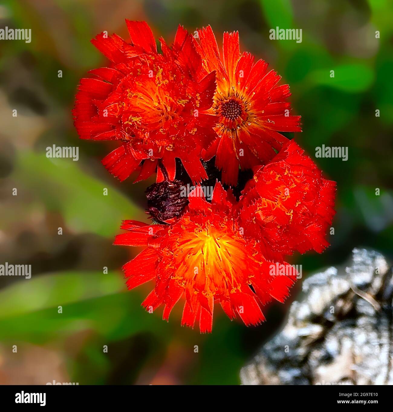 Paintbrush head texture hi-res stock photography and images - Alamy