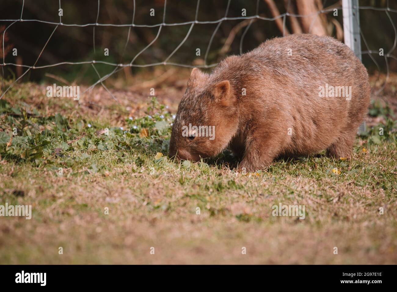 Common wombat, Kangaroo valley, NSW, Australia Stock Photo - Alamy