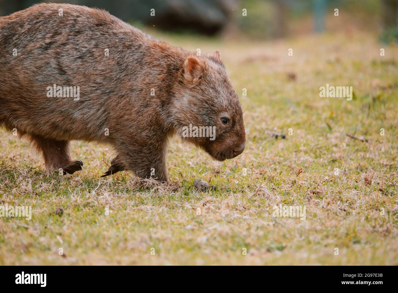 Common wombat, Kangaroo valley, NSW, Australia Stock Photo - Alamy