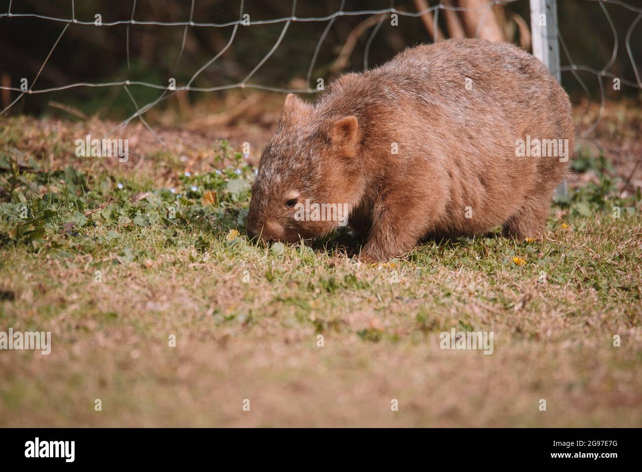 Wombat Eating High Resolution Stock Photography and Images - Alamy