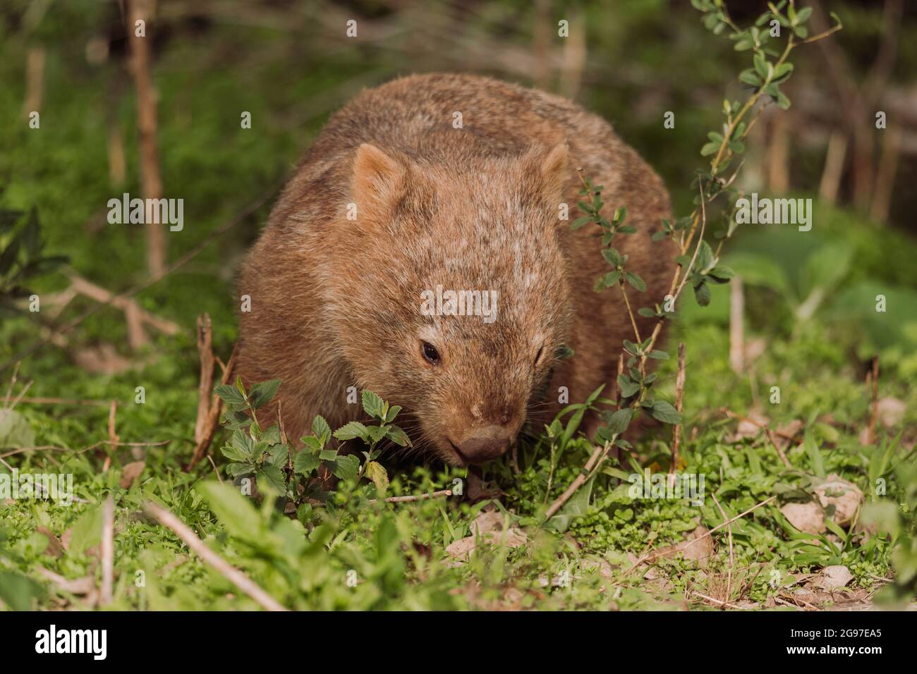 Common wombat, Kangaroo valley, NSW, Australia Stock Photo - Alamy