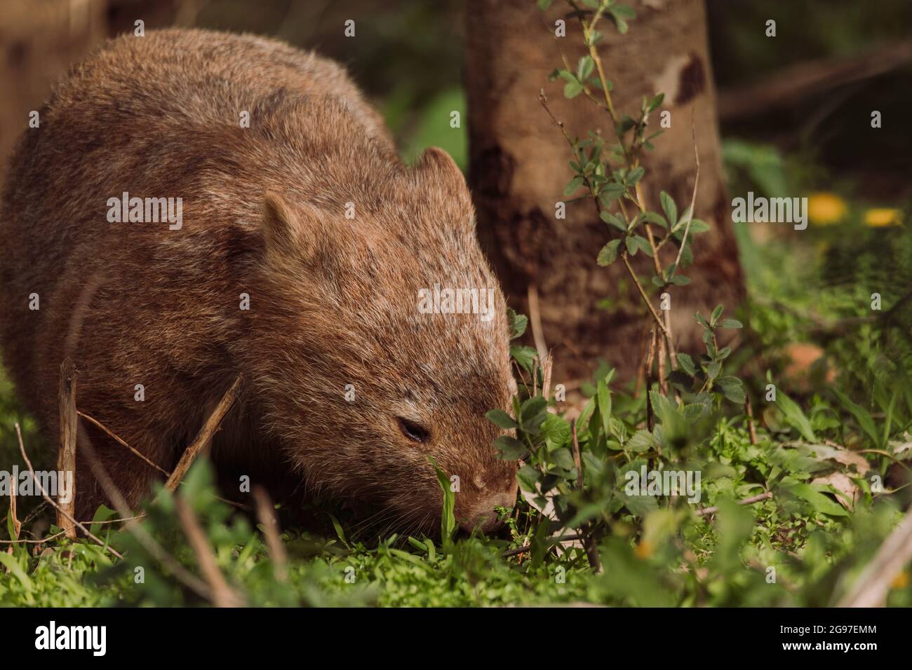Common wombat, Kangaroo valley, NSW, Australia Stock Photo - Alamy