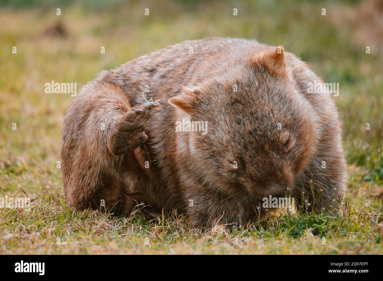 Common wombat, Kangaroo valley, NSW, Australia Stock Photo - Alamy