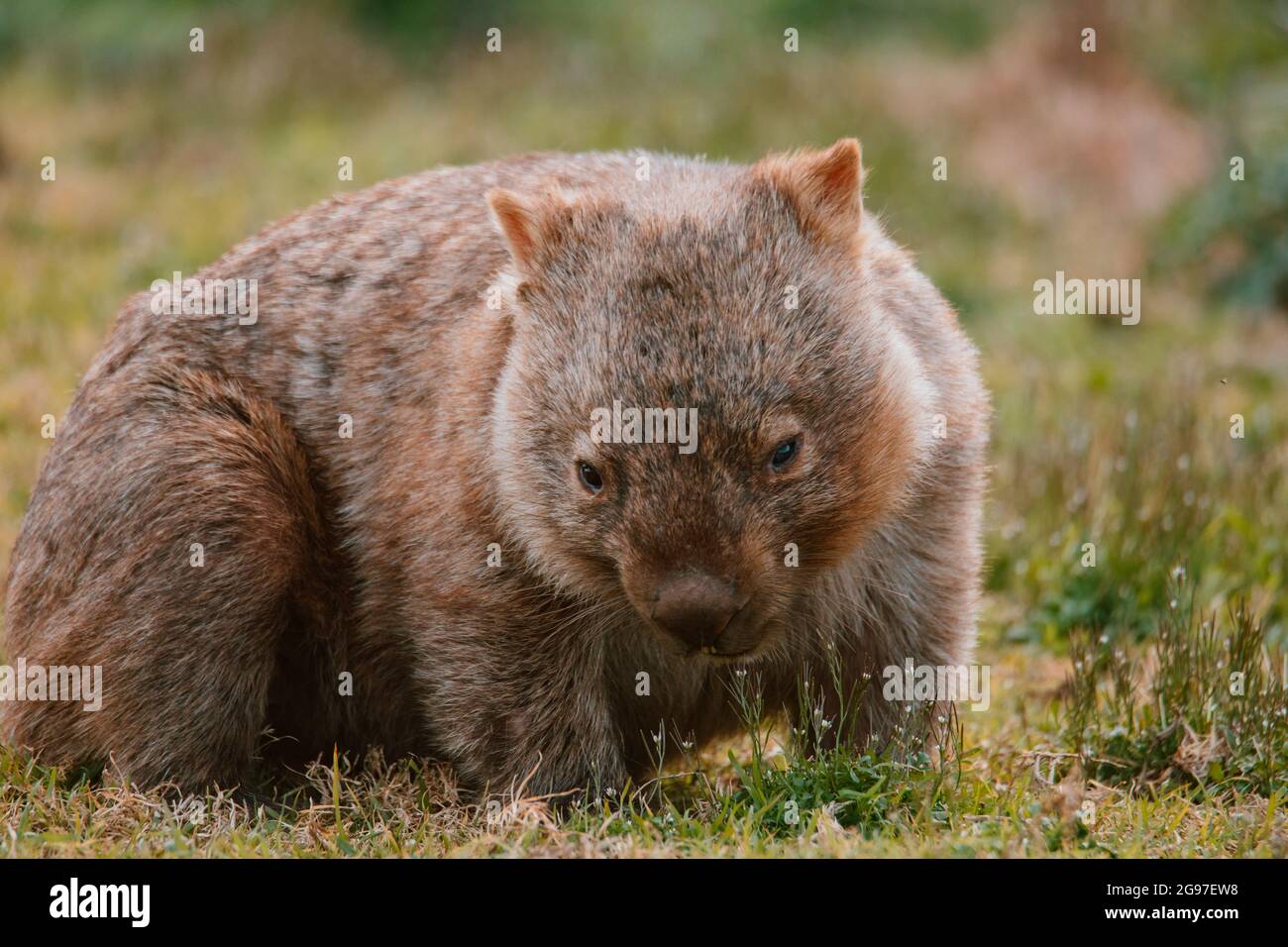 Common wombat, Kangaroo valley, NSW, Australia Stock Photo - Alamy